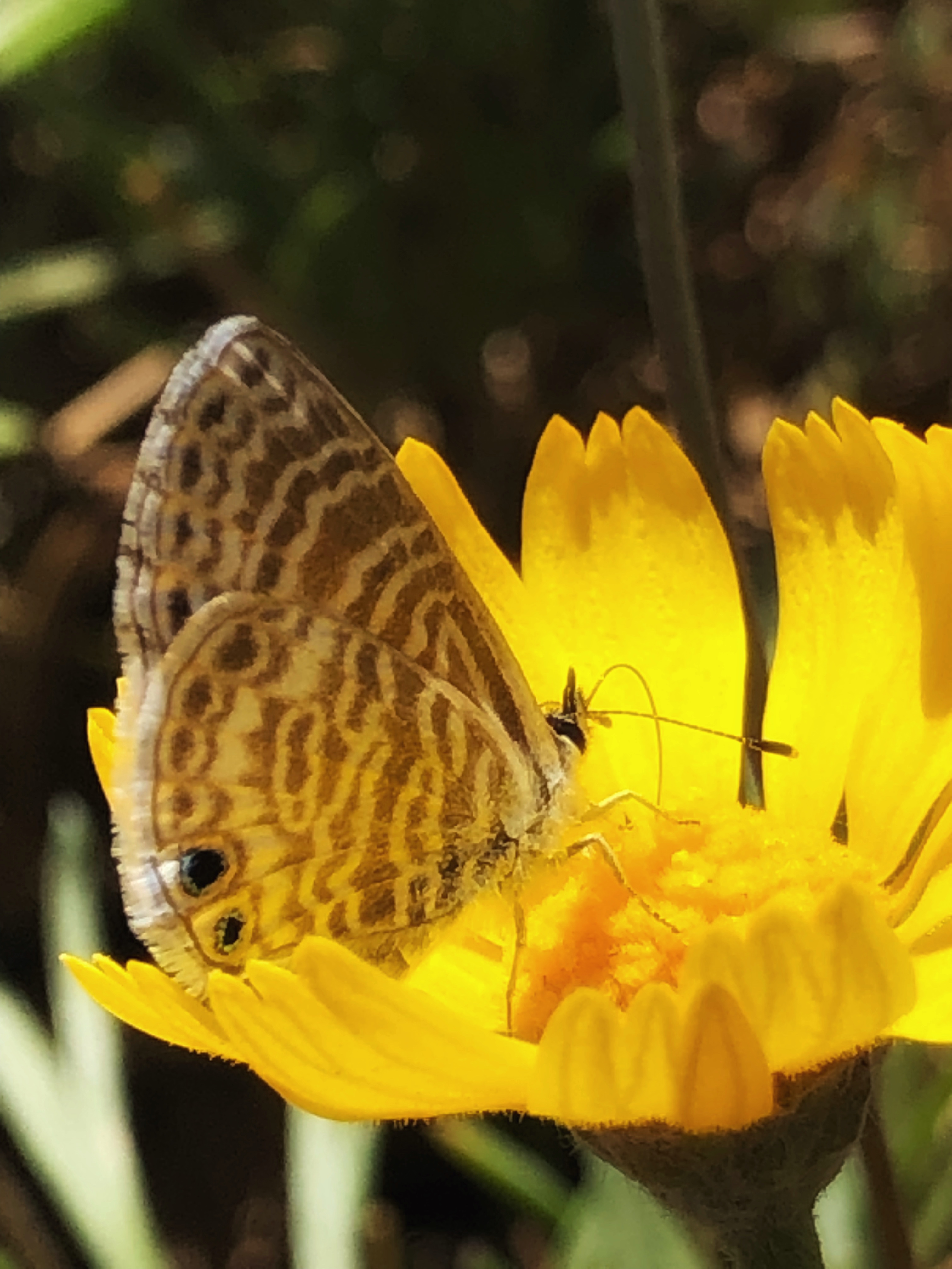 Butterfly Haiku – Poetic Meanderings