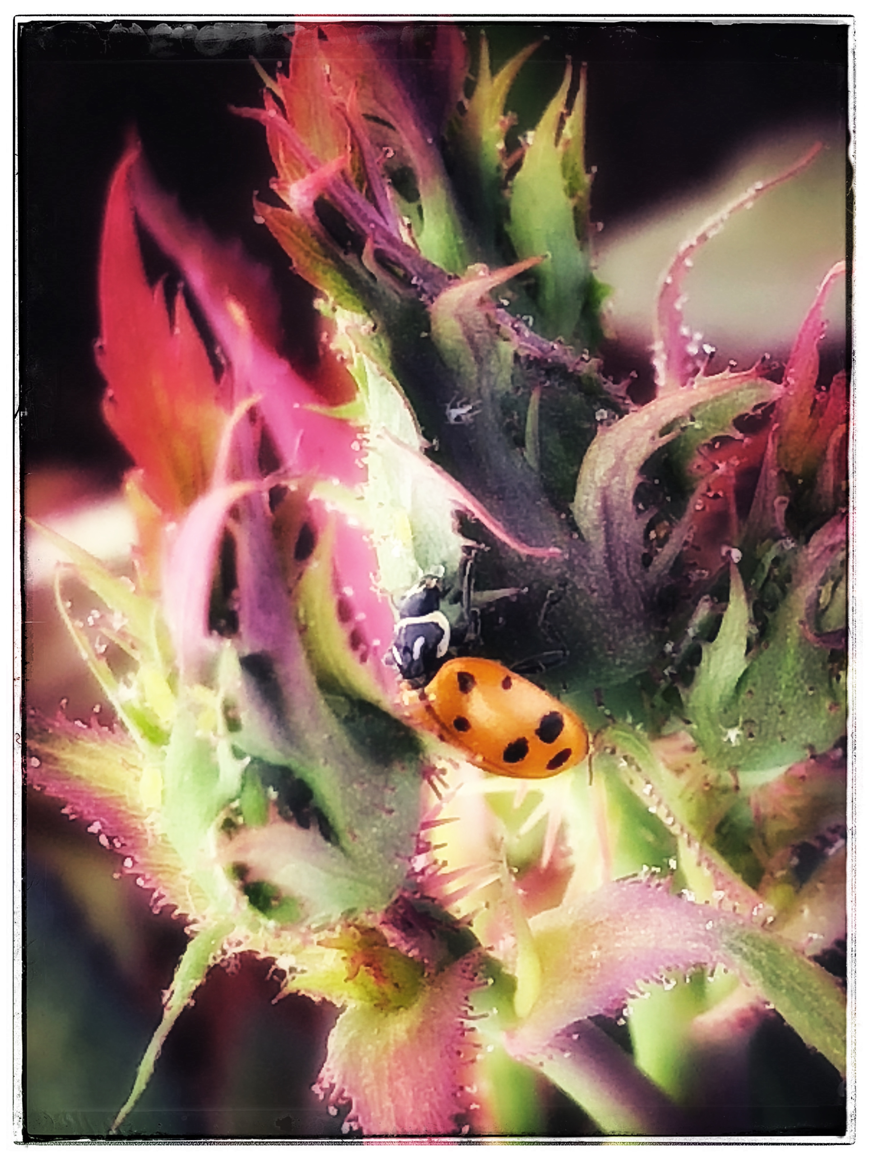Ladybug Haiku 2 – Poetic Meanderings