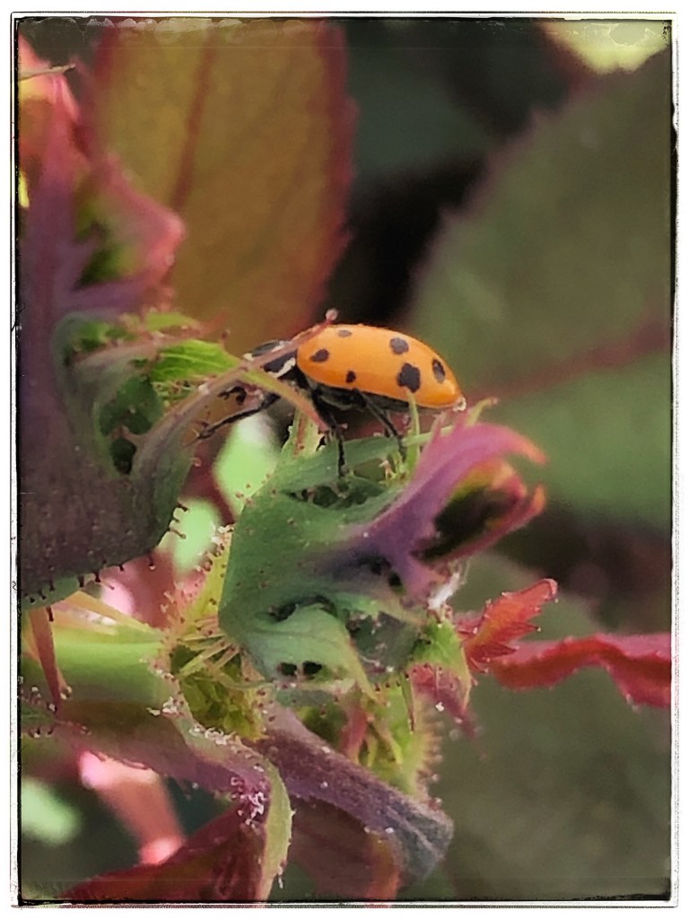Ladybug Haiku – Poetic Meanderings